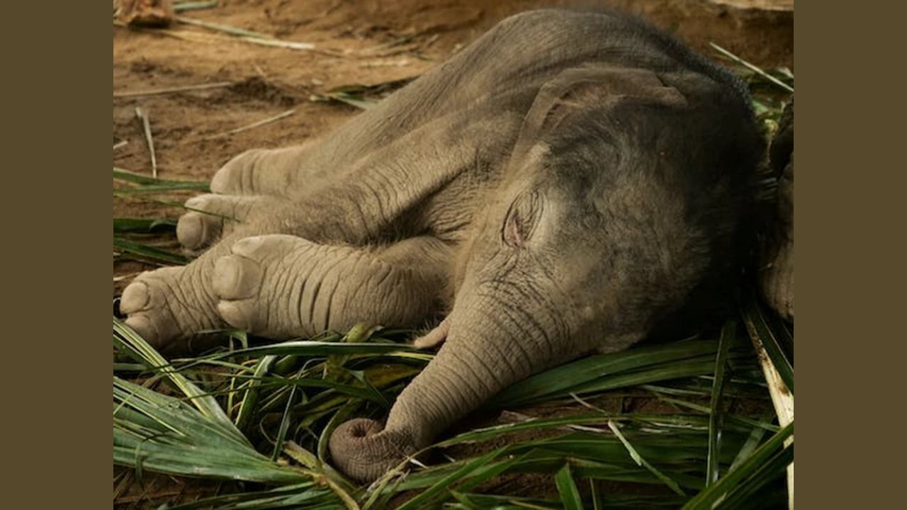 Baby Elephant Dies Two Weeks after Abandonment by Its Herd