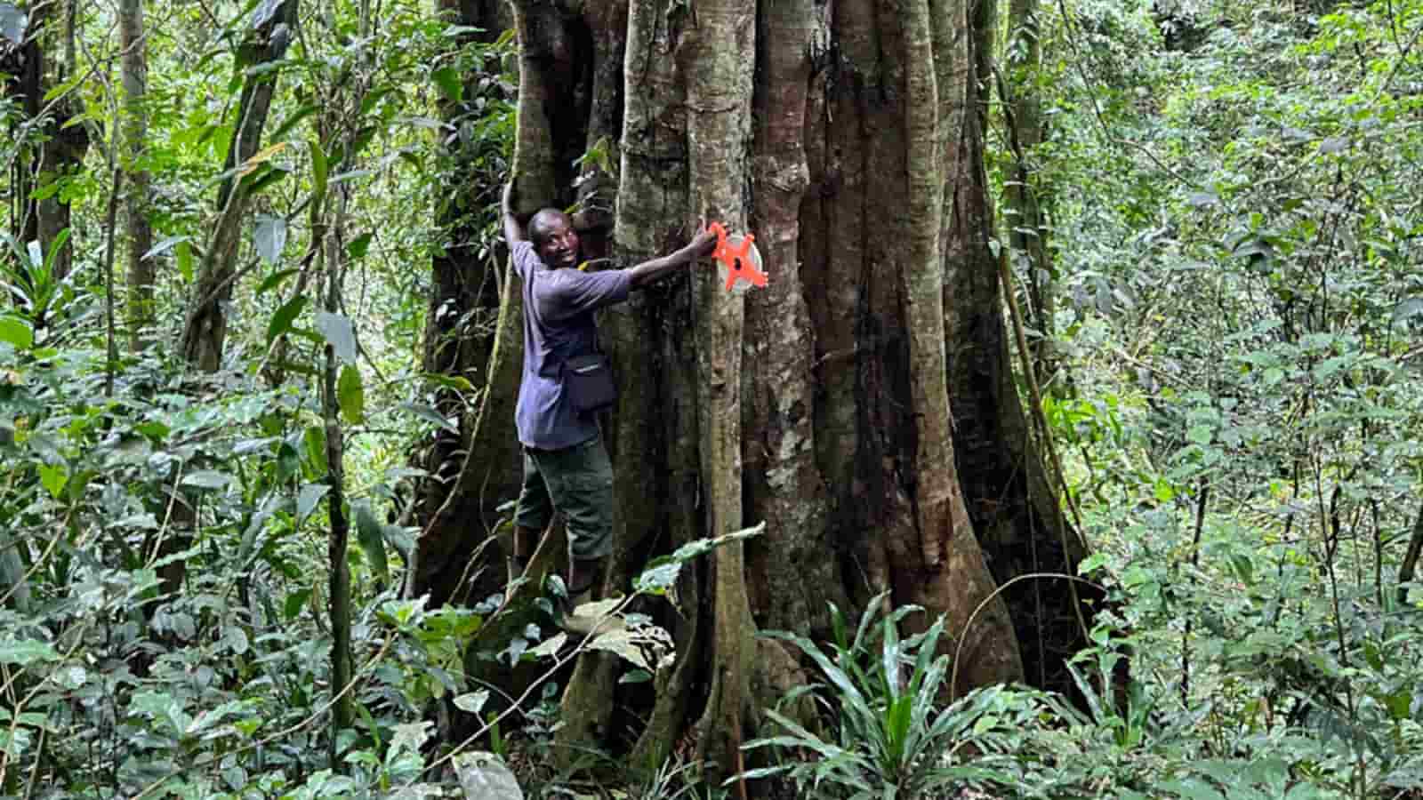 Nature’s Secret Giant Tree: 3,000-Year-Old Tree Discovered in Remote ...
