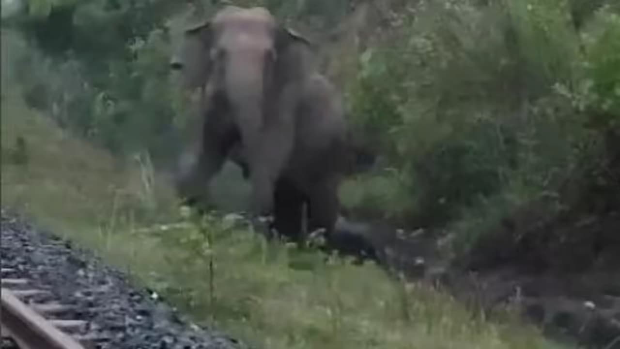 Viral Video: Train Stops for 2 Hours as Elephant Gives Birth on Tracks ...