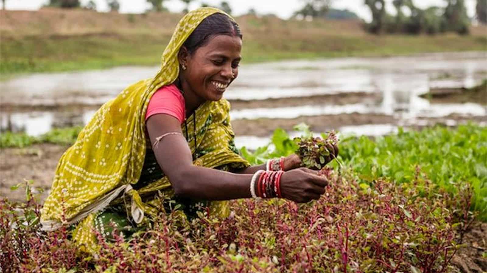 Subhadra Yojana Payment Today: How Odisha Women Can Check Status?