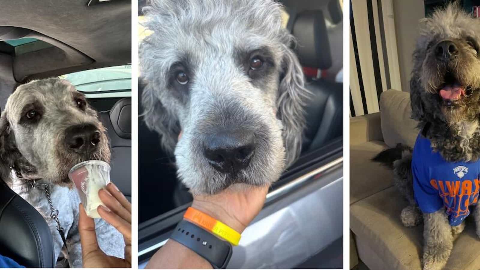 ‘#JusticeForJameson’ Trends After LAPD Shooting of Family Dog